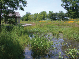 Wetlands for Stormwater Management | Storm Water